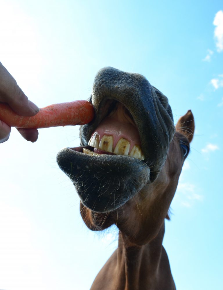 Pferde-Zahn-Ratgeber 1 | Pferdekosmos