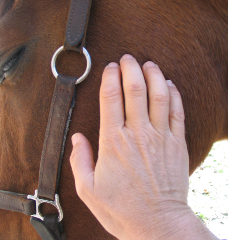 Pferde-Zahn-Ratgeber 2 | Pferdekosmos